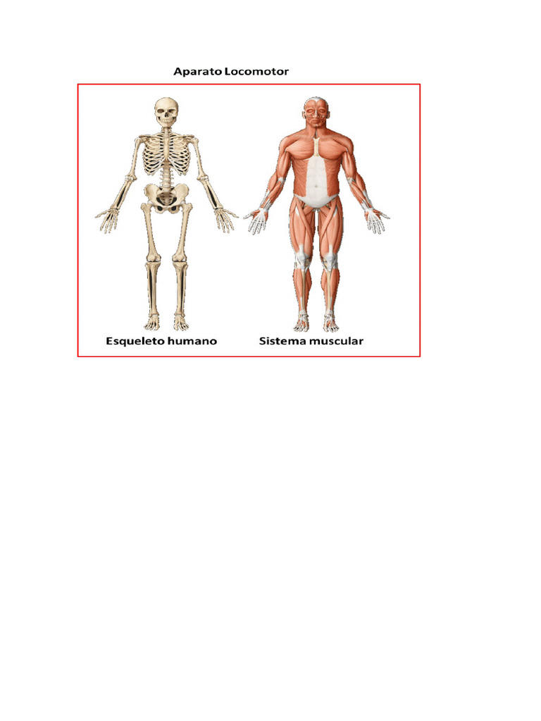 Aparell Locomotor | PDF