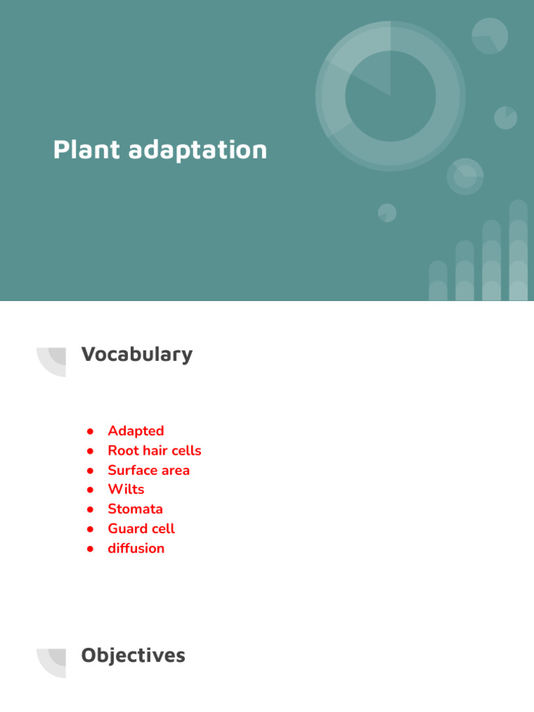 Plant Adaptations for Photosynthesis | PDF