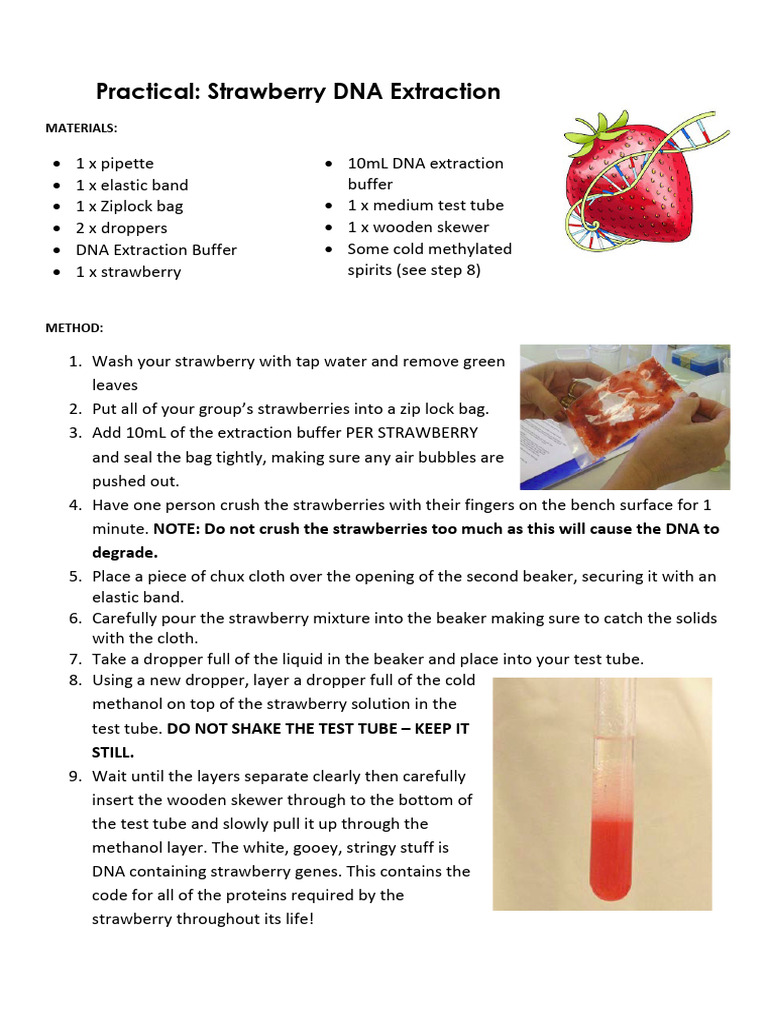 10.2a DNA Extraction Instructions | PDF