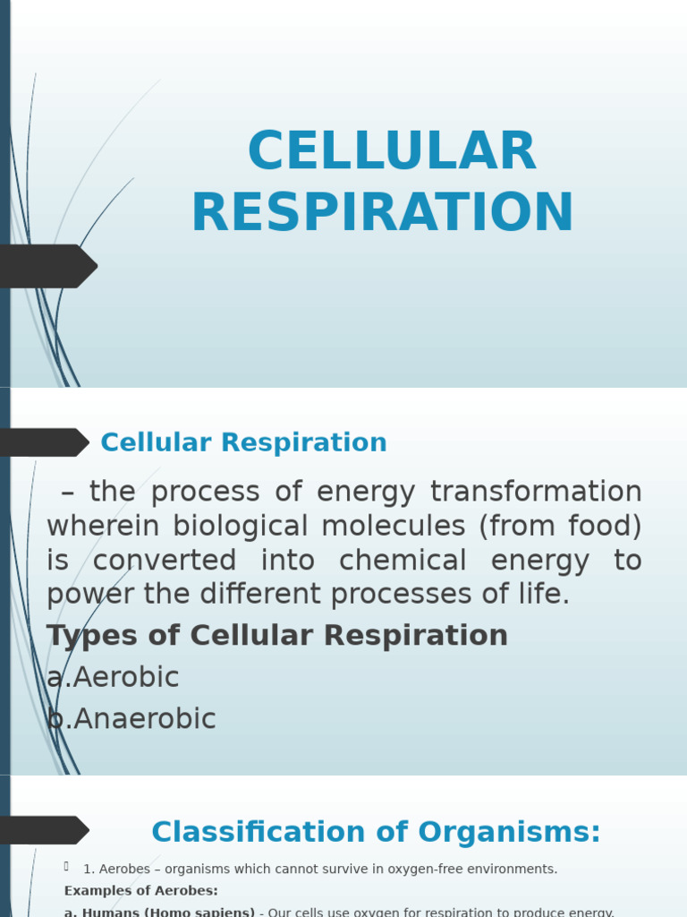Understanding Cellular Respiration Process | PDF | Cellular Respiration ...
