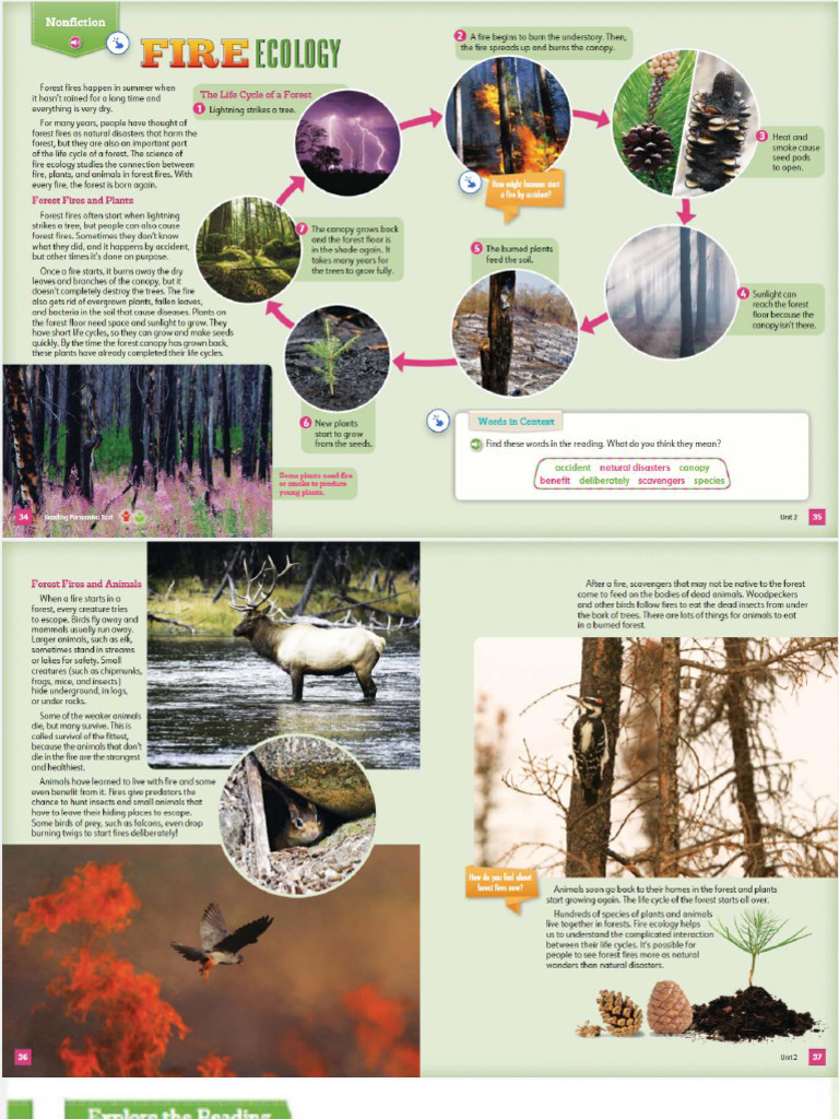 Global Readings 5 Fire Ecology | PDF