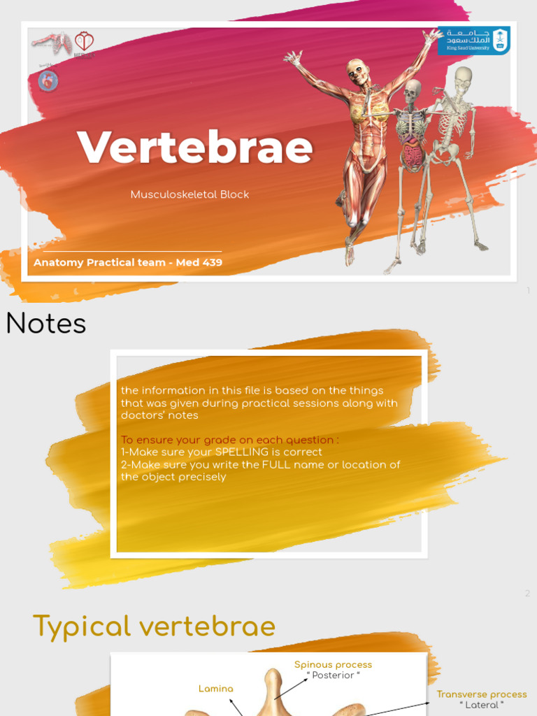 2 - Vertebrae | PDF | Vertebra | Vertebral Column