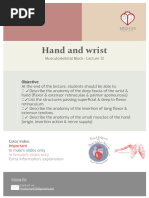 Palmar Hand Anatomy Overview | PDF | Hand | Musculoskeletal System