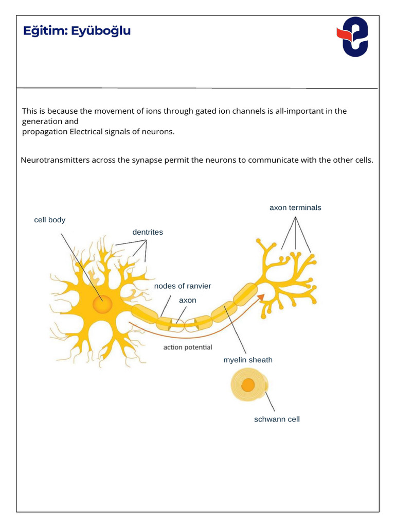IB2 Neural Signalling Guide | PDF | Neuron | Action Potential