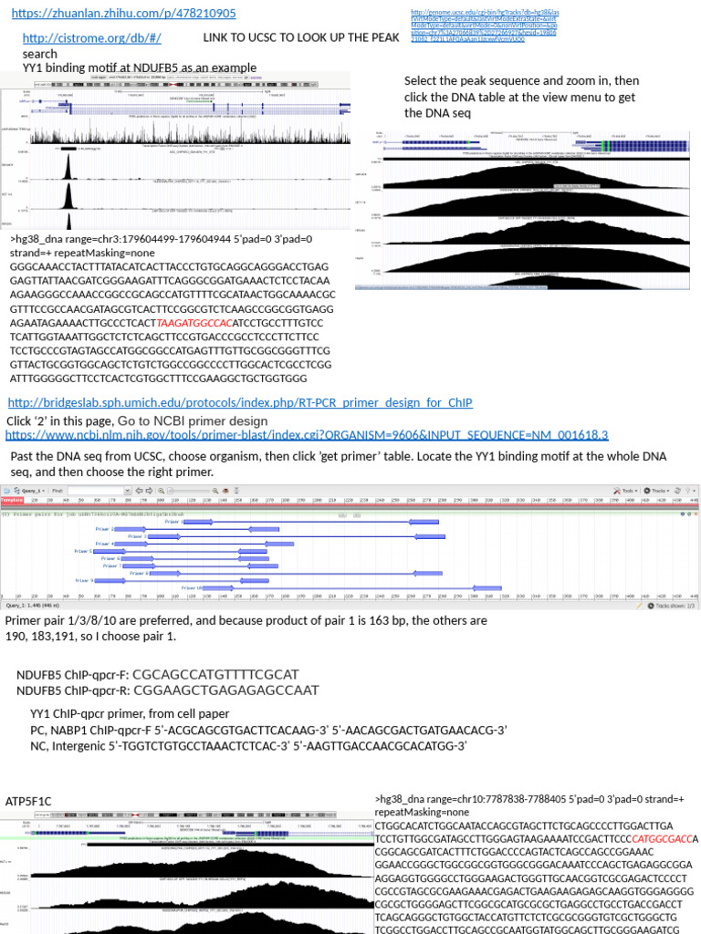 YY1 ChIP-QPCR Primer Design | PDF | Primer (Molecular Biology) | Biology