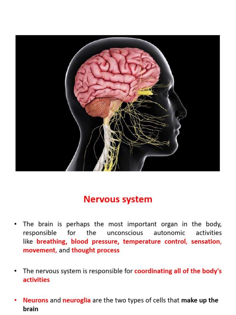 nervous system-1 | PDF | Axon | Neuron