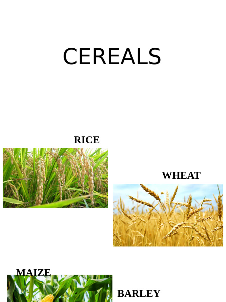 Identification | PDF