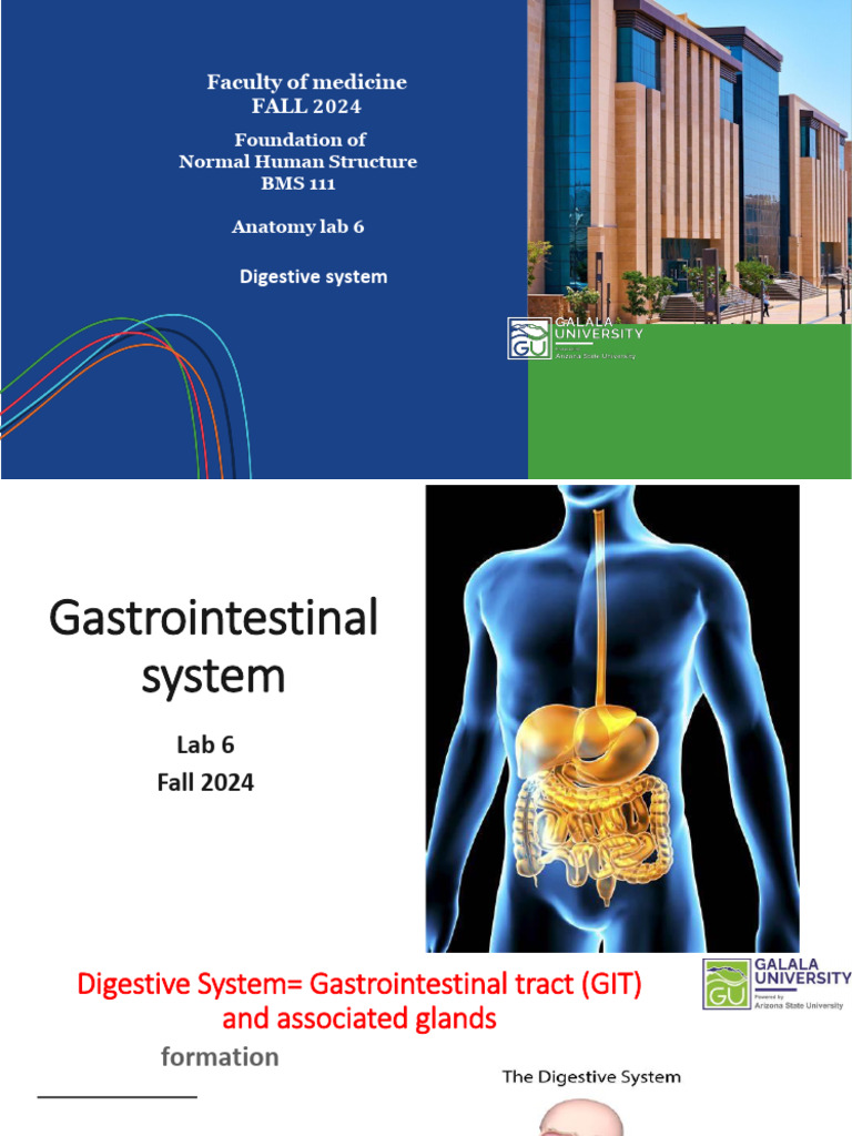 Lab 6, Fall 2024 Digestive System | PDF | Gastrointestinal Tract | Stomach