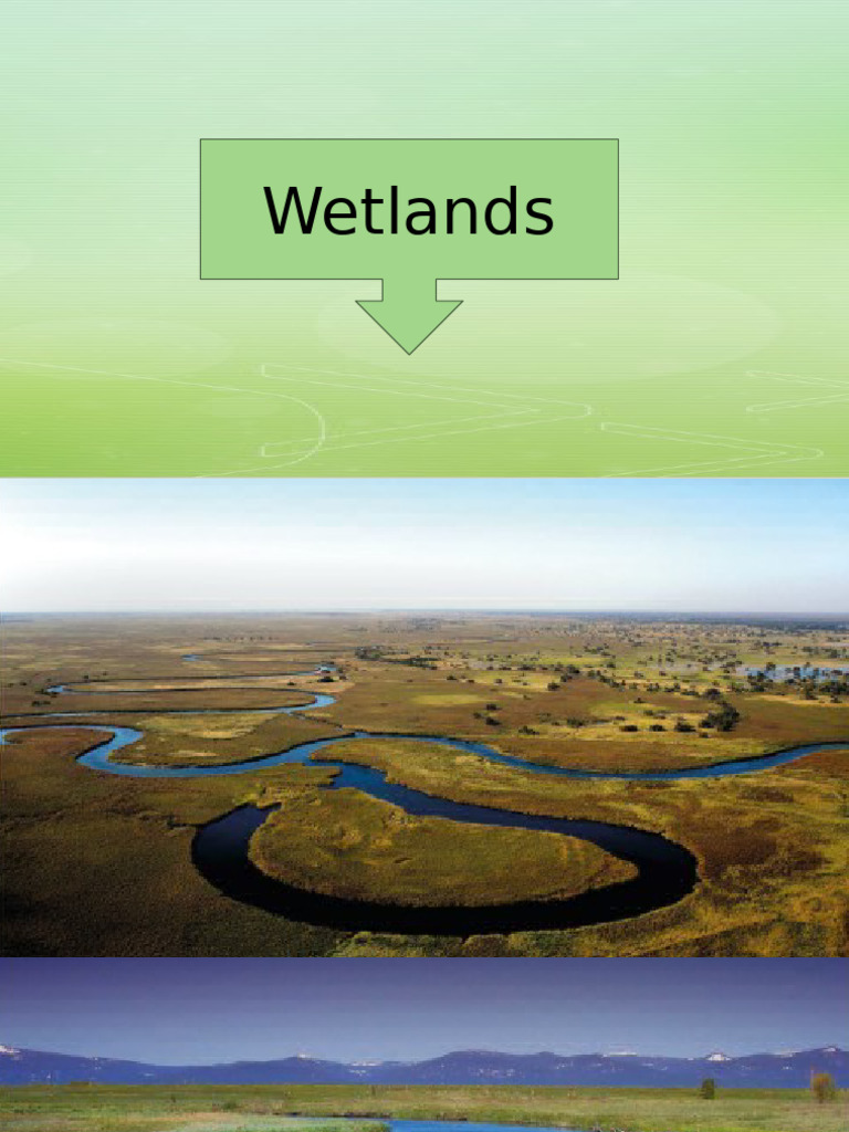 Wetlands | PDF
