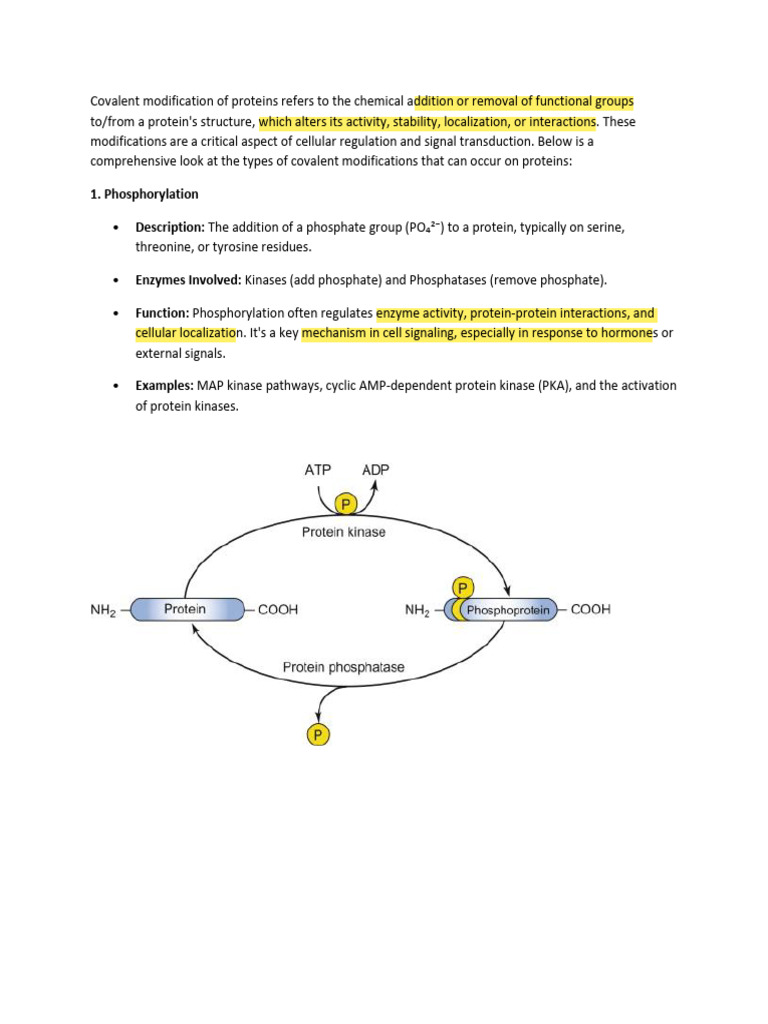 Covalent modification of proteins refers to the chemical addition or ...