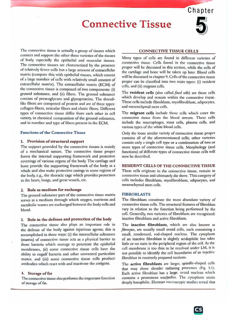 Connective tissues | PDF