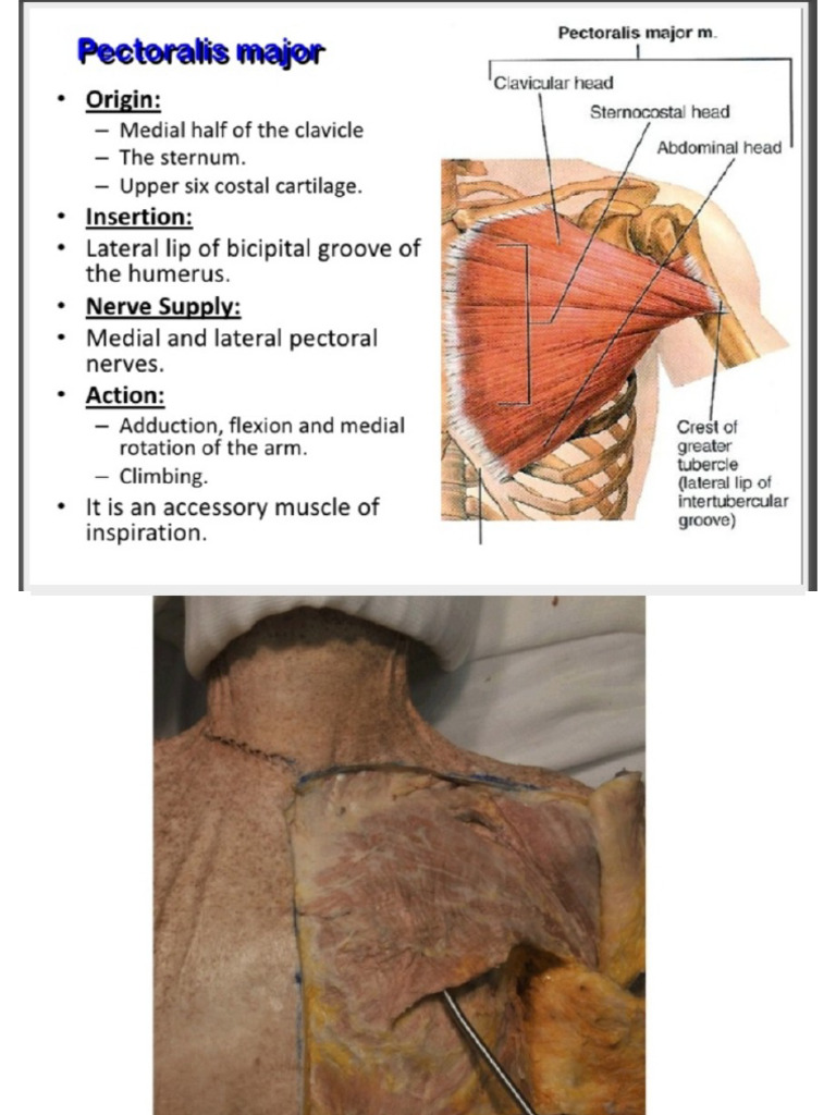 pectoral muscle | PDF