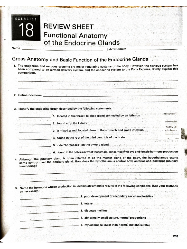 Activity 18 Endocrine System | PDF