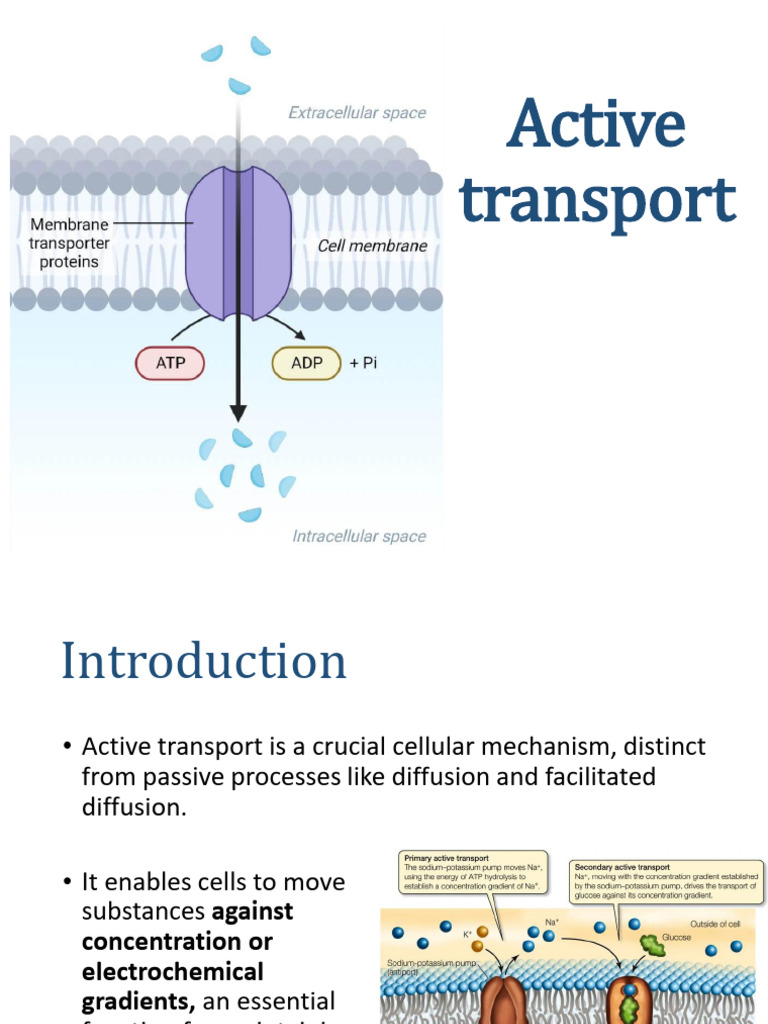 A4 Active Transportation | PDF | Cell Membrane | Biophysics