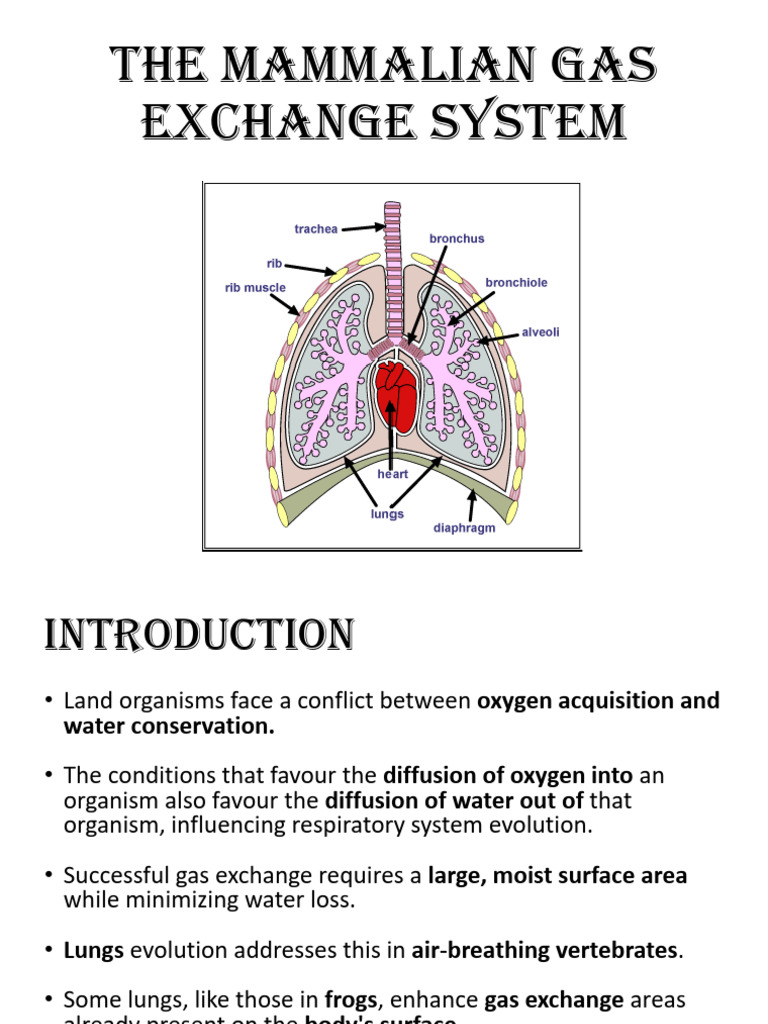 Mammalian Gas Exchange System Overview | PDF | Lung | Respiratory Tract