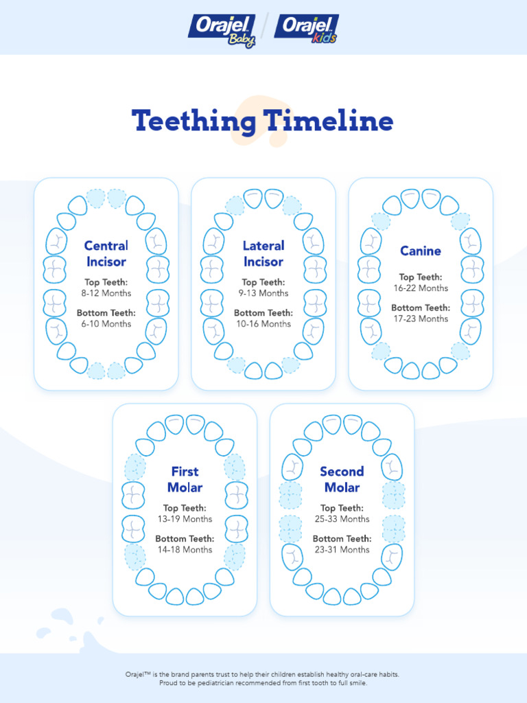 Teething-Chart | PDF