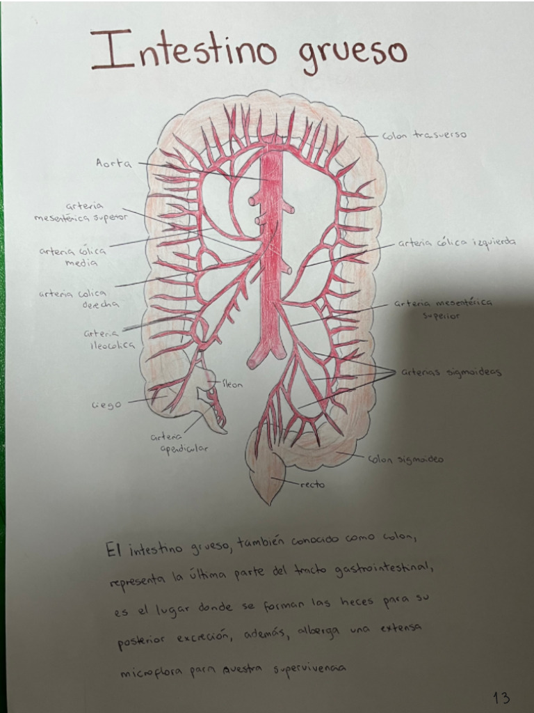 Anatomía morfo 3 | PDF