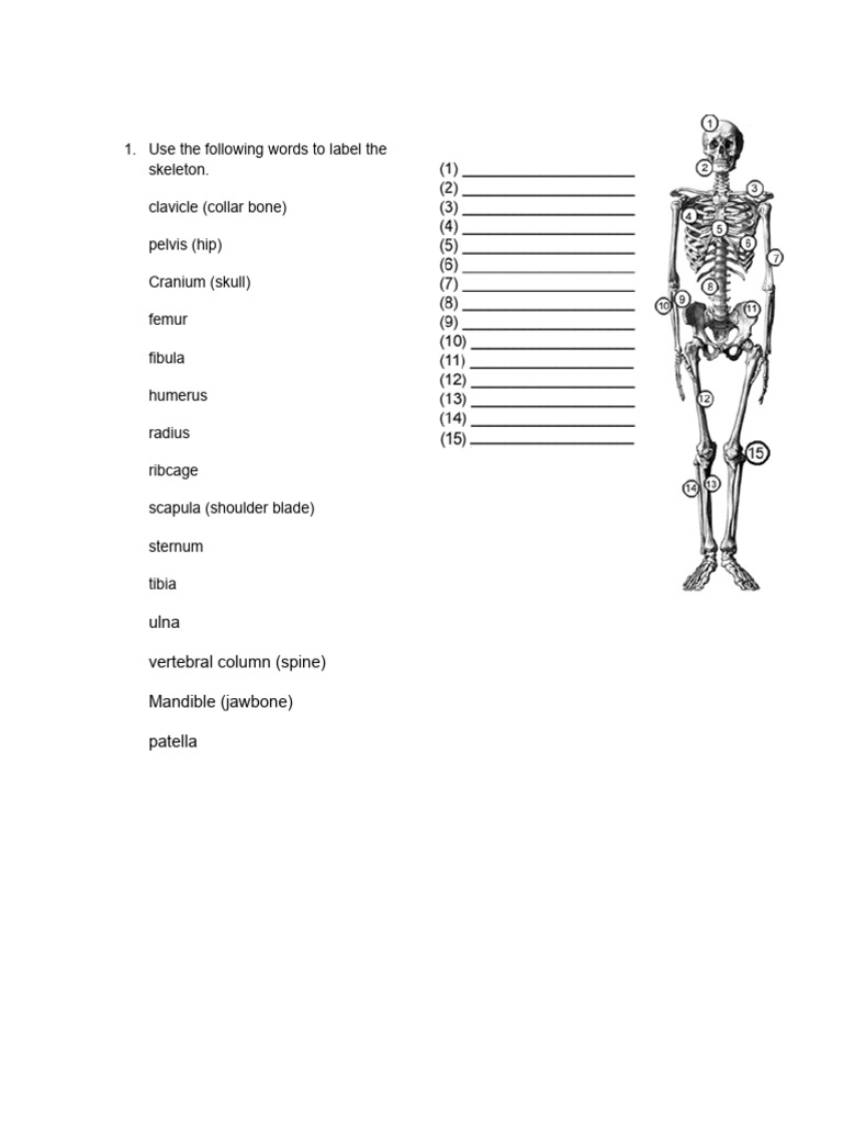 (Template) Skeletal System Label | PDF