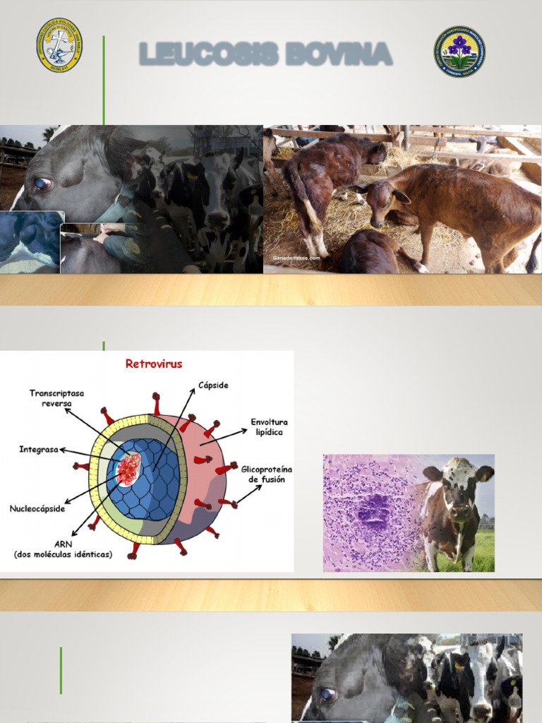 Leucosis Bovina | PDF | Sistema linfático | Virus