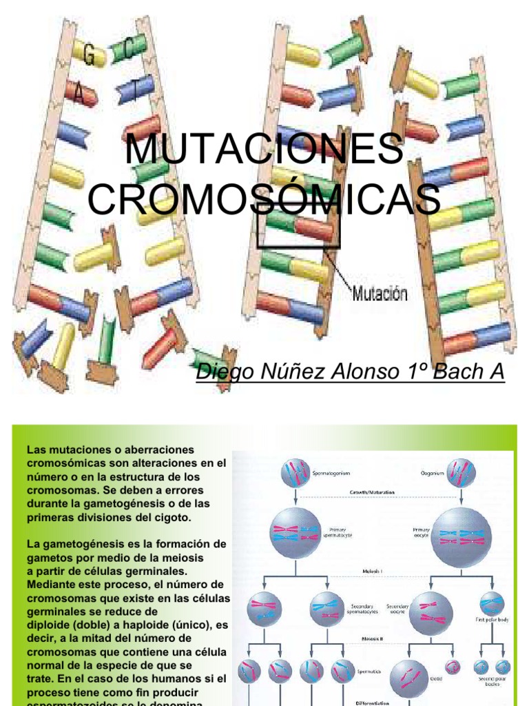 MUTACIONES CROMOSÓMICAS | Mitosis | Genética