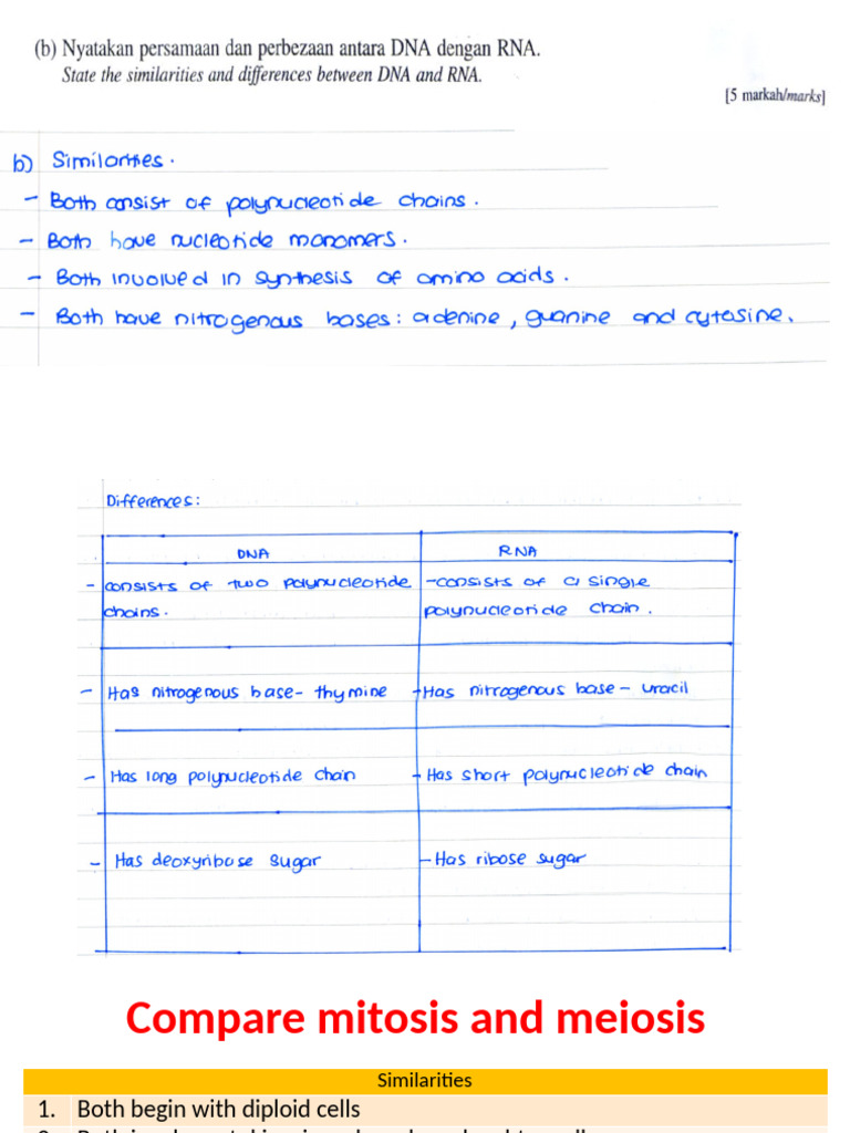 Comparison Meiosis Mitosis | PDF | Meiosis | Mitosis