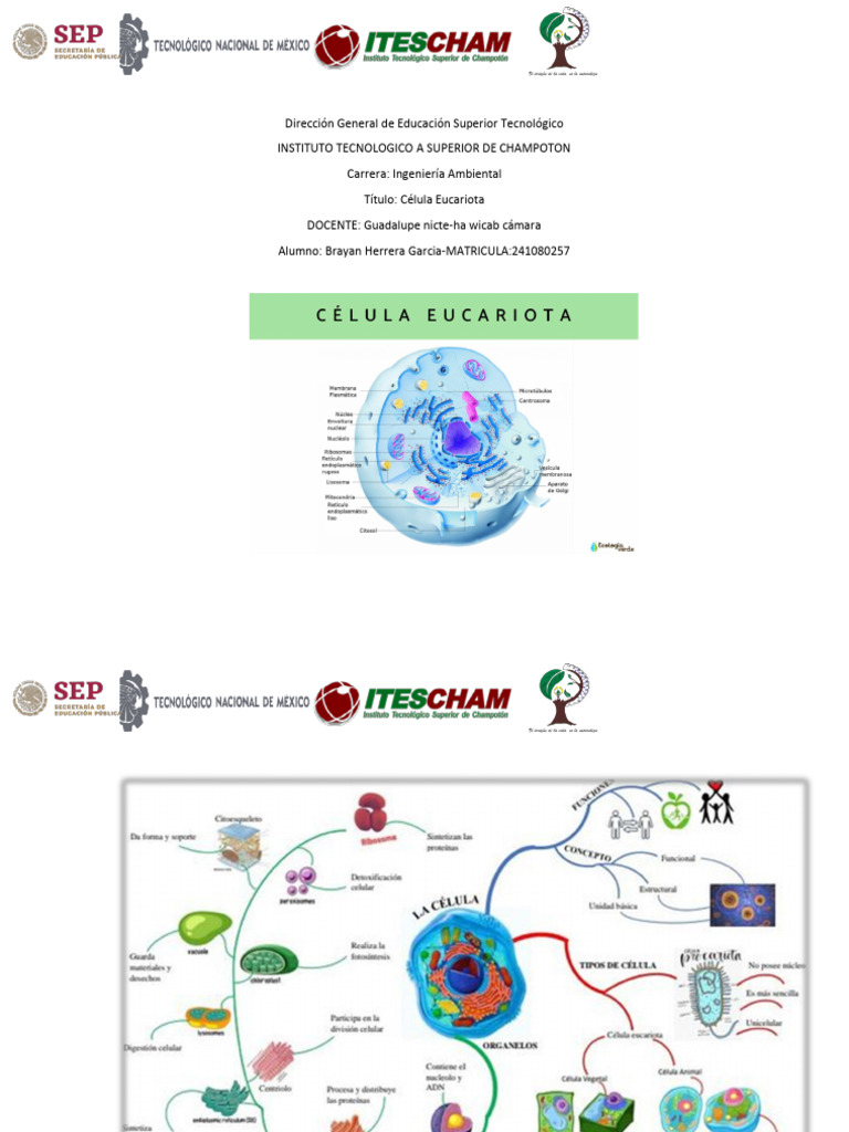 Mapa Mental de Celulas Eucariotas | PDF