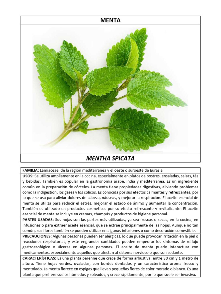Menta | PDF