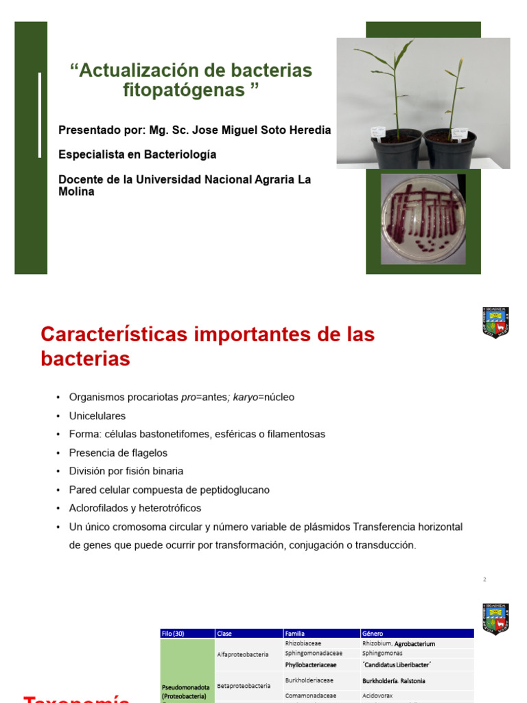 Bacterias fitopatogenos | PDF | Pseudomonas | Las bacterias
