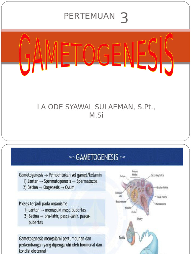 Pertemuan 3 GAMETOGENESIS | PDF | Luteinizing Hormone | Ovary