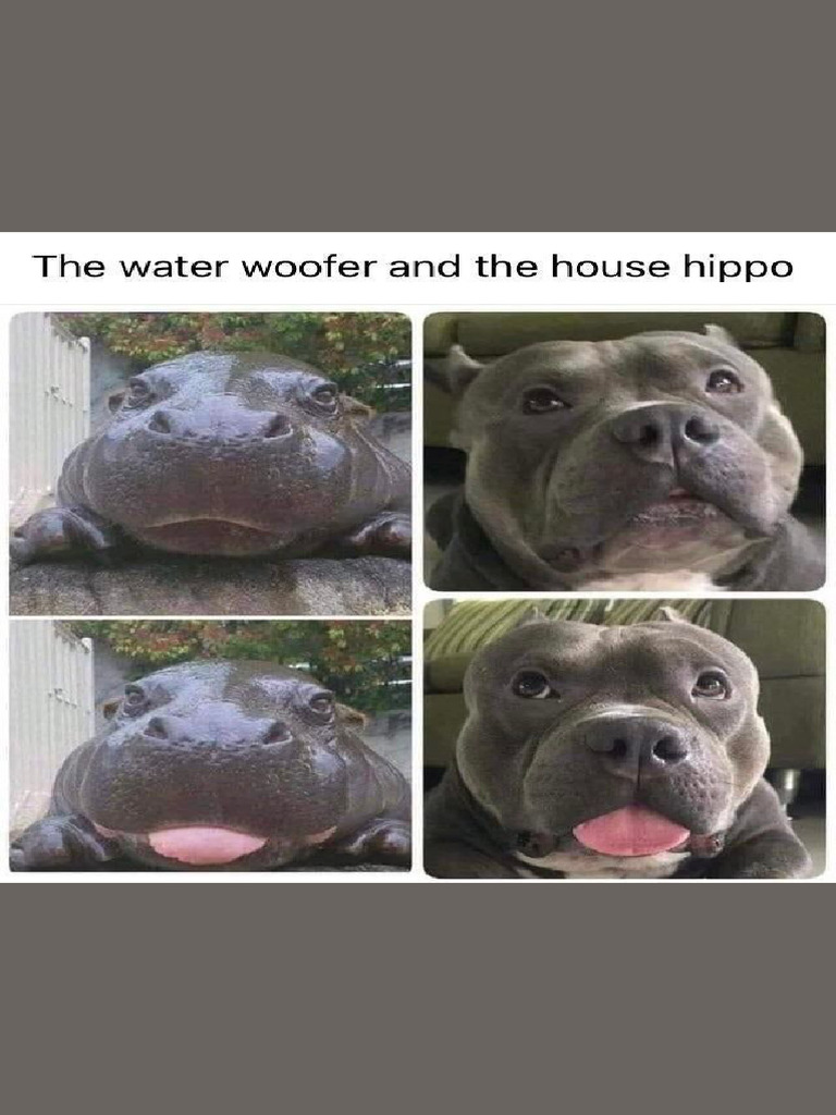 House Hippo ? | PDF