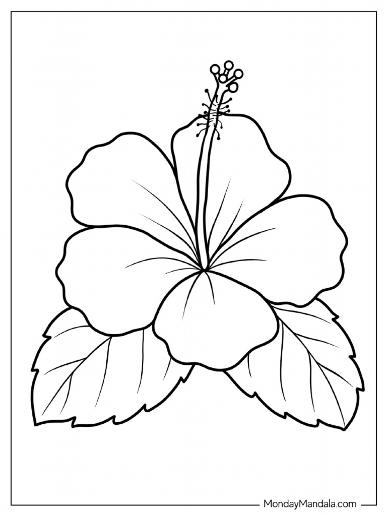 Swamp Rose Mallow Outline Coloring Page | PDF