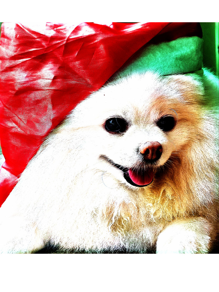 ACE Scanner - 2024 - 12 - 14 | PDF