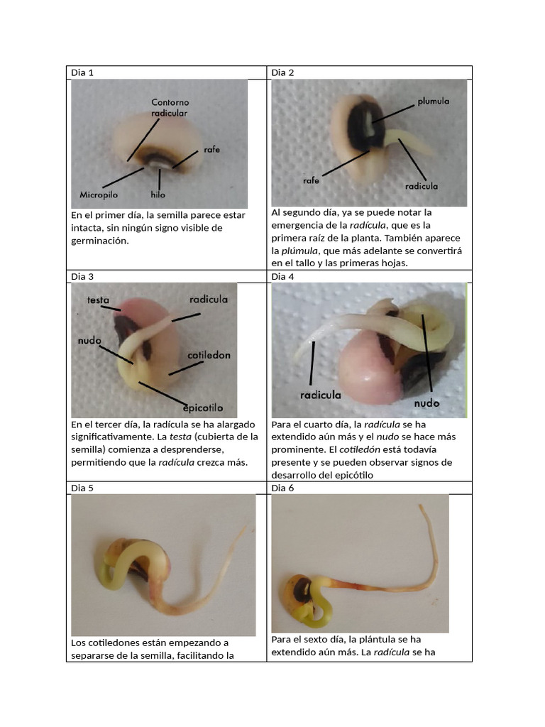 Proceso de Germinación de Semillas | PDF | Germinación | Raíz