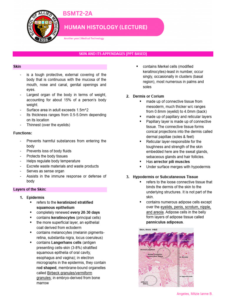 Histology Transes | PDF | Skin | Epithelium