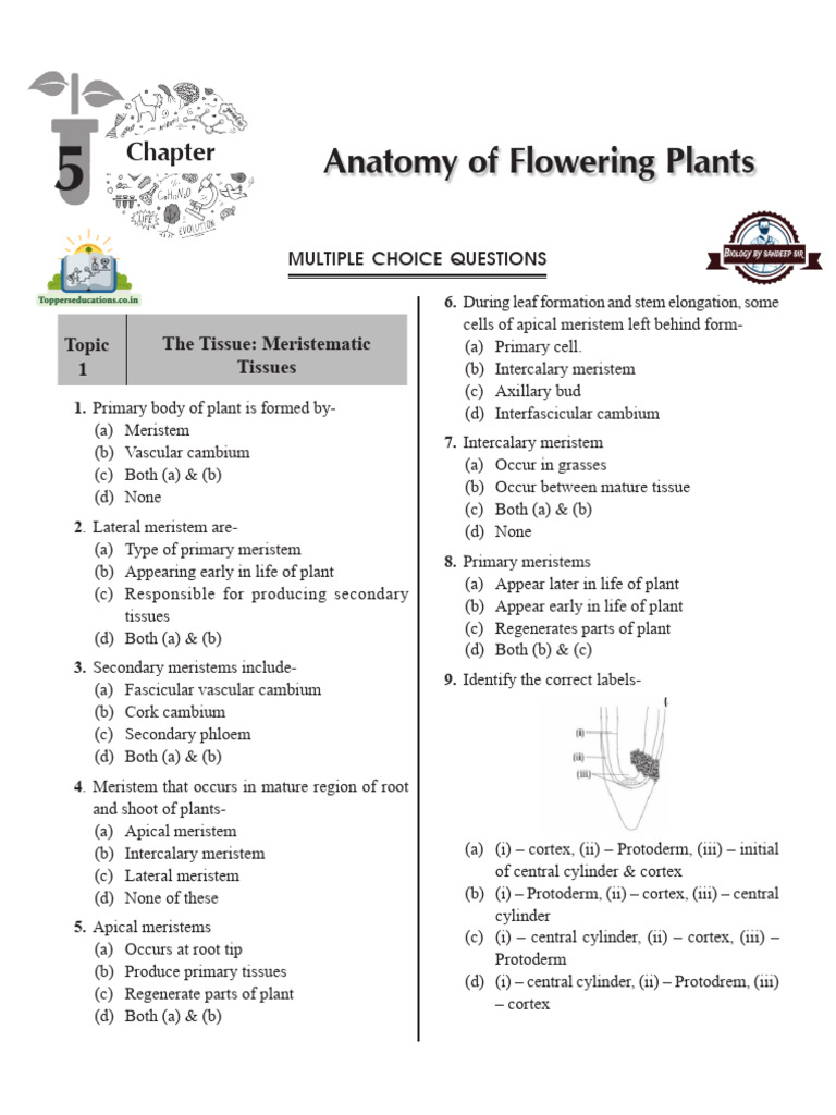 Anatomy of Flowering Plants | PDF | Plant Stem | Tissue (Biology)