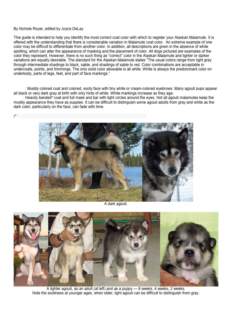 Alaskan Malamute Color Guide ADOBE | PDF | Subspecies Of Canis Lupus | Dogs