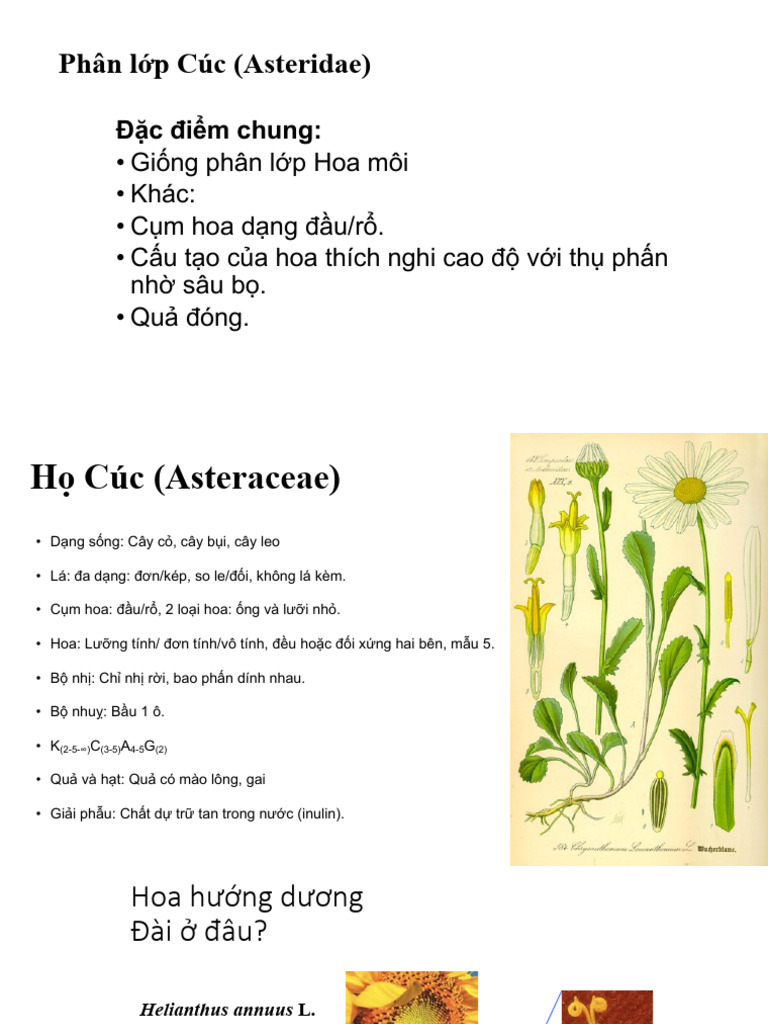 2.5. Asteridae | PDF