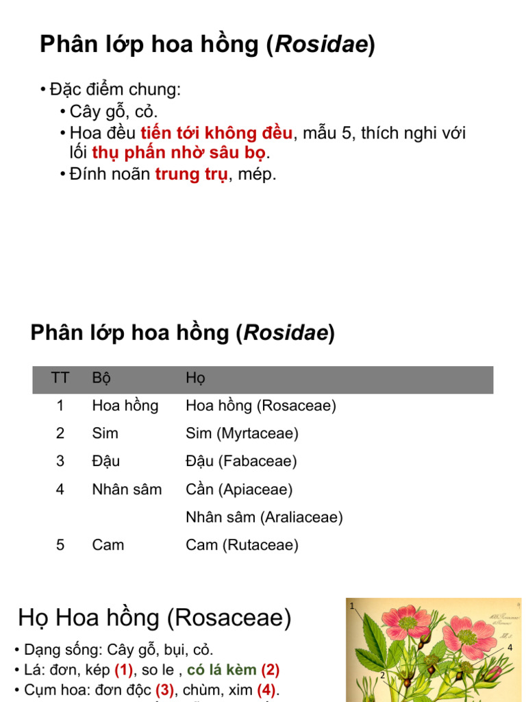 2.3. Rosidae - Hoa H NG | PDF