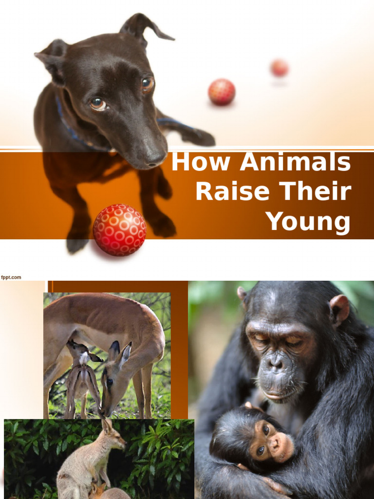 How Naimals Rear Their Young | PDF | Birds | Ornithology