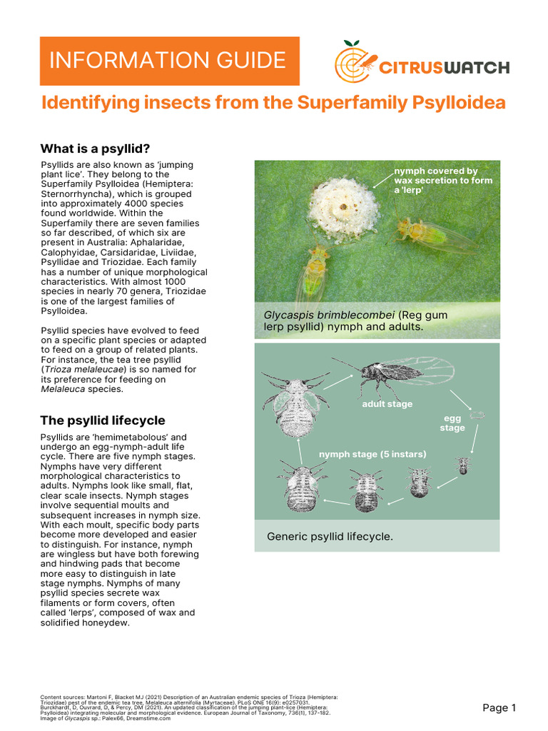 Fact-sheet_What-is-a-psyllid-1 | PDF | Insects | Hexapoda