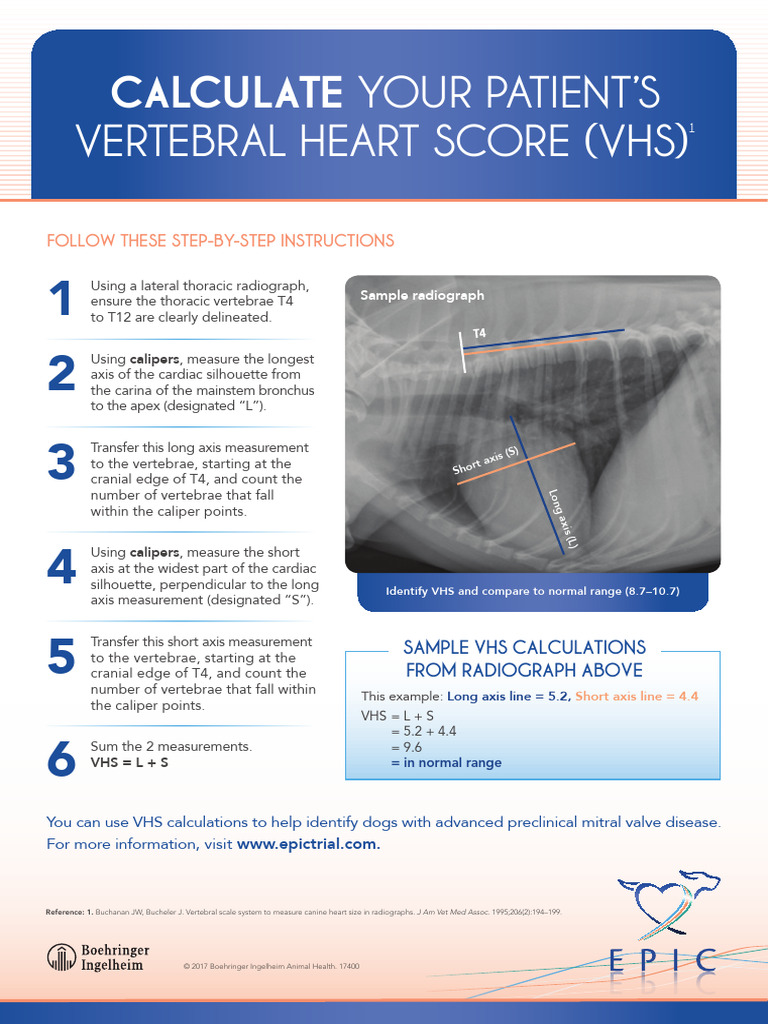 Guidelines For Calculating VHS | PDF | Vertebra | Heart