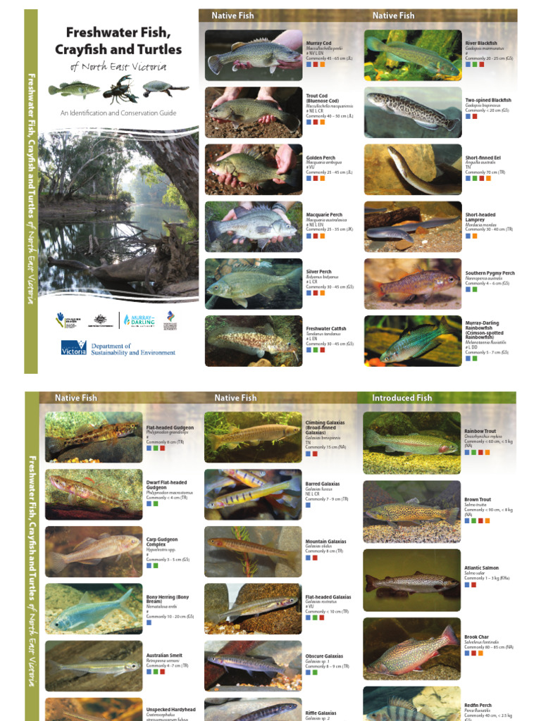 Fish-identification | PDF | Fish