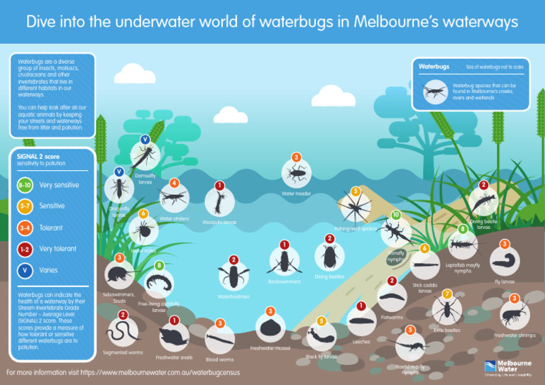 Waterbugs in our waterways | PDF | Insects