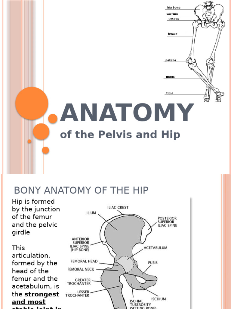 Hip and Pelvis Anatomy Overview | PDF | Pelvis | Human Leg