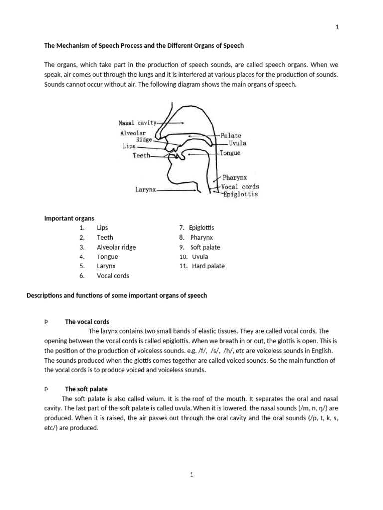 The Mechanism of Speech Process and the Different Organs of Speech | PDF | Phonetics | Human Voice