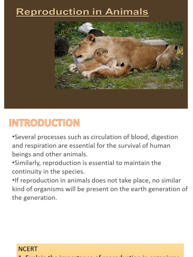 Reproduction in Animals CLASS 8 | PDF | Fertilisation | Reproductive System