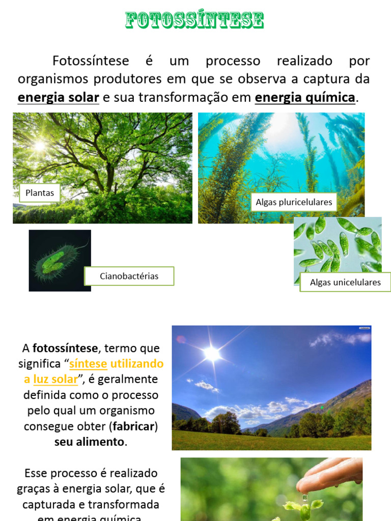 Fotossíntese - quimiossíntese - fermentação - respiração celular | PDF ...