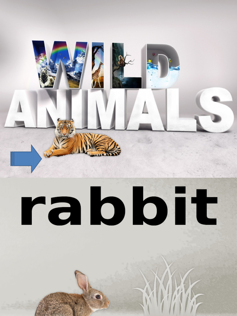 Zoo Animal Identification Games | PDF | Fauna | Mammals