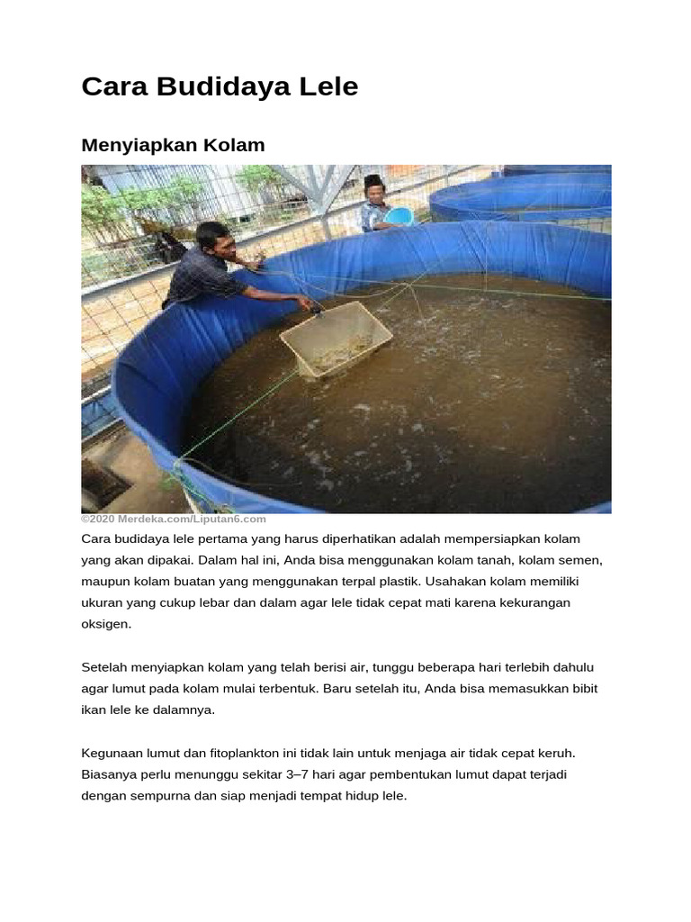 Cara Budidaya Lele | PDF