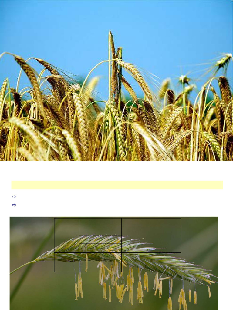 06 Tema Centeno | PDF | Centeno | Trigo